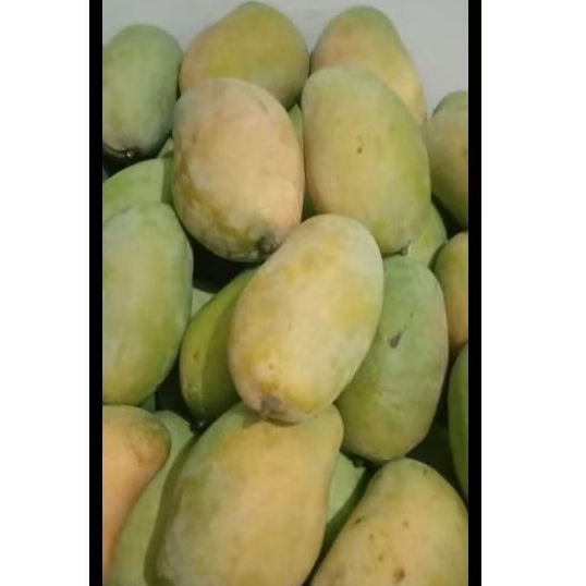 Jual Mangga Budi Raja ( Besar Besar ) | Shopee Indonesia