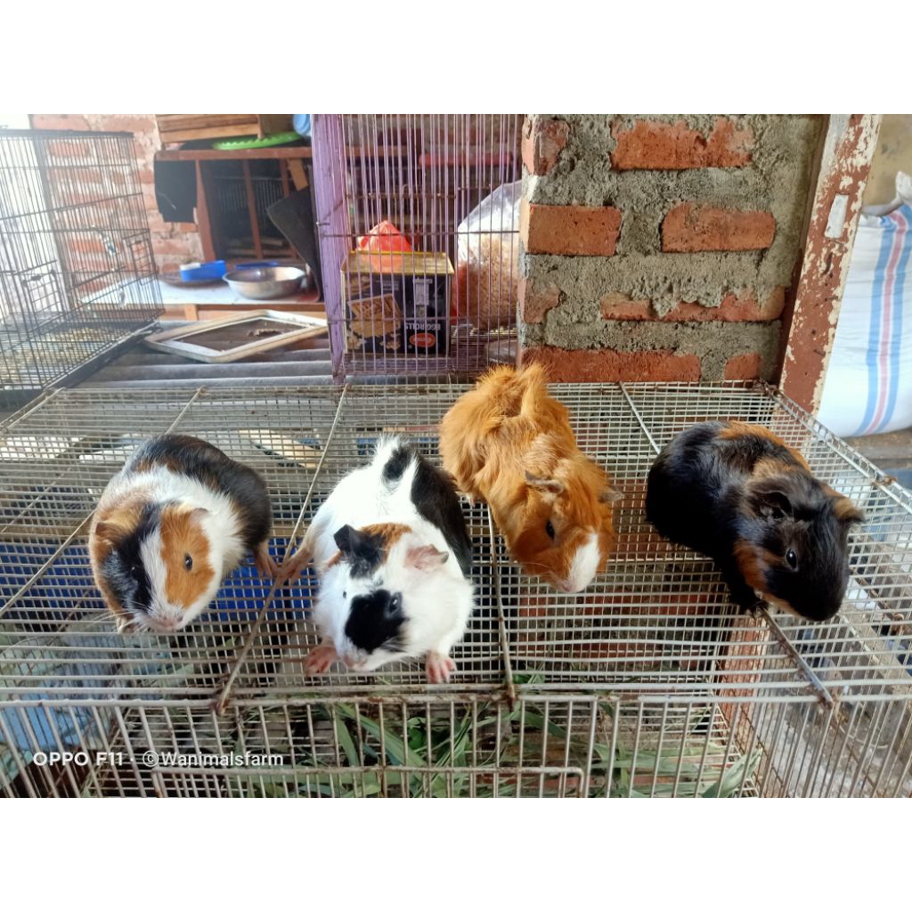 Jual MARMUT LOKAL GUINEA PIG MARMUT ANGGORA MARMUT HIAS | Shopee Indonesia