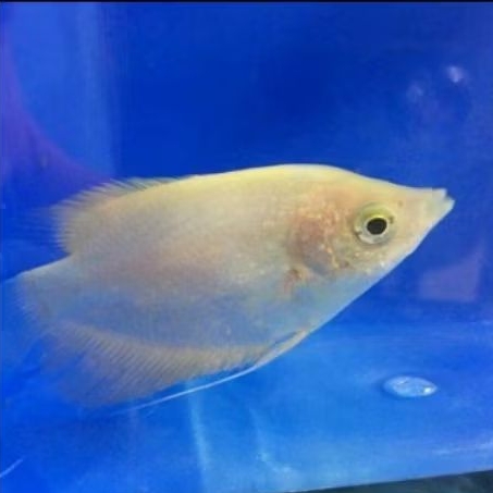 Jual ikan gurame padang 7cm | Shopee Indonesia