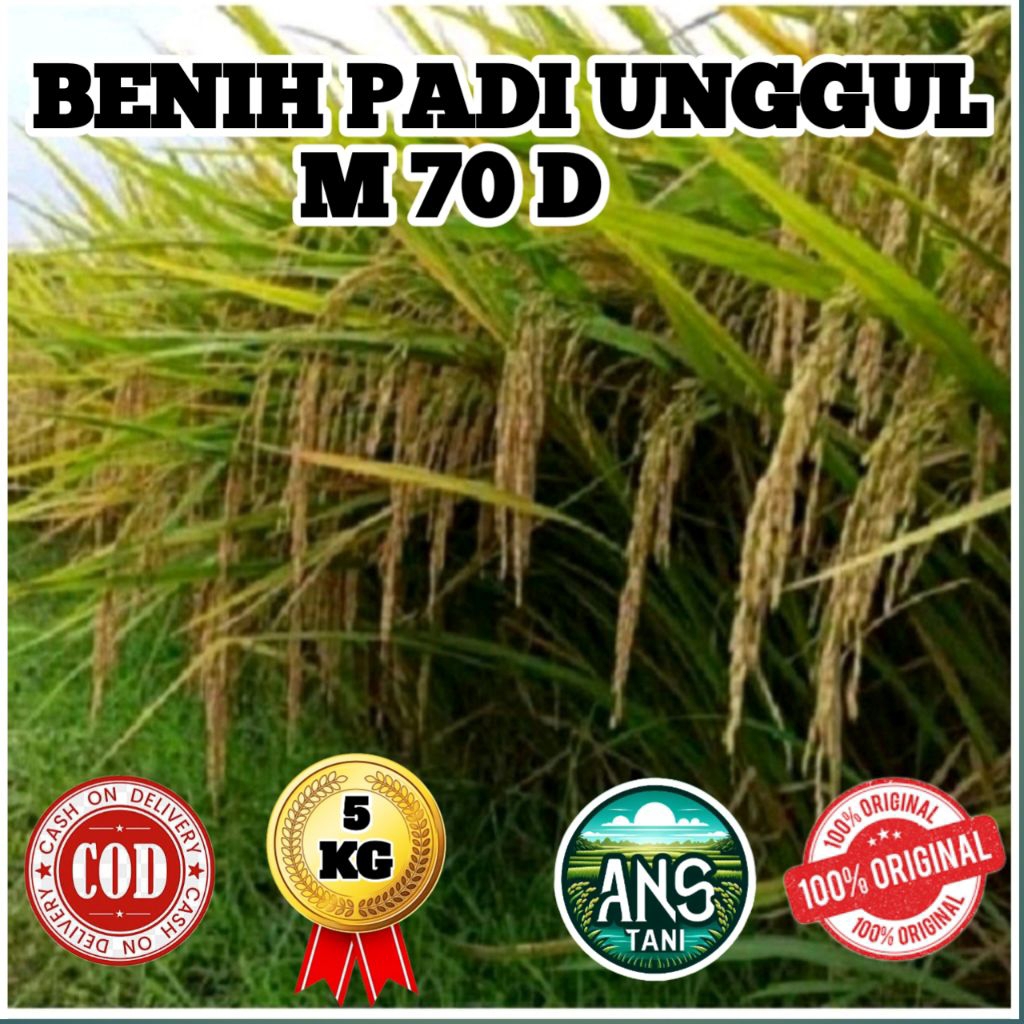 Jual BENIH PADI UNGGUL M70D BERKUALITAS KEMASAN 5KG | Shopee Indonesia
