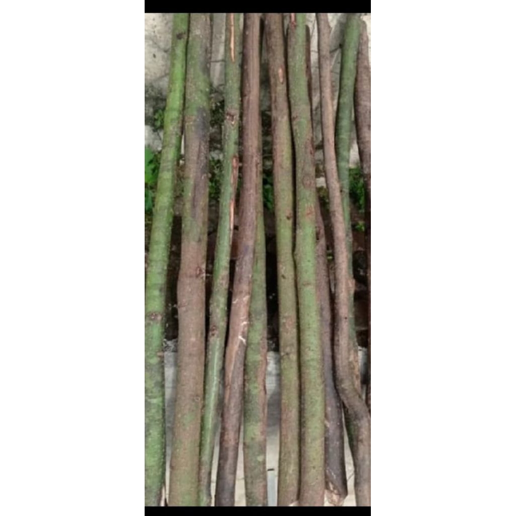 Jual tongkat kayu limo lurus(lemo)anti ular 100cm | Shopee Indonesia