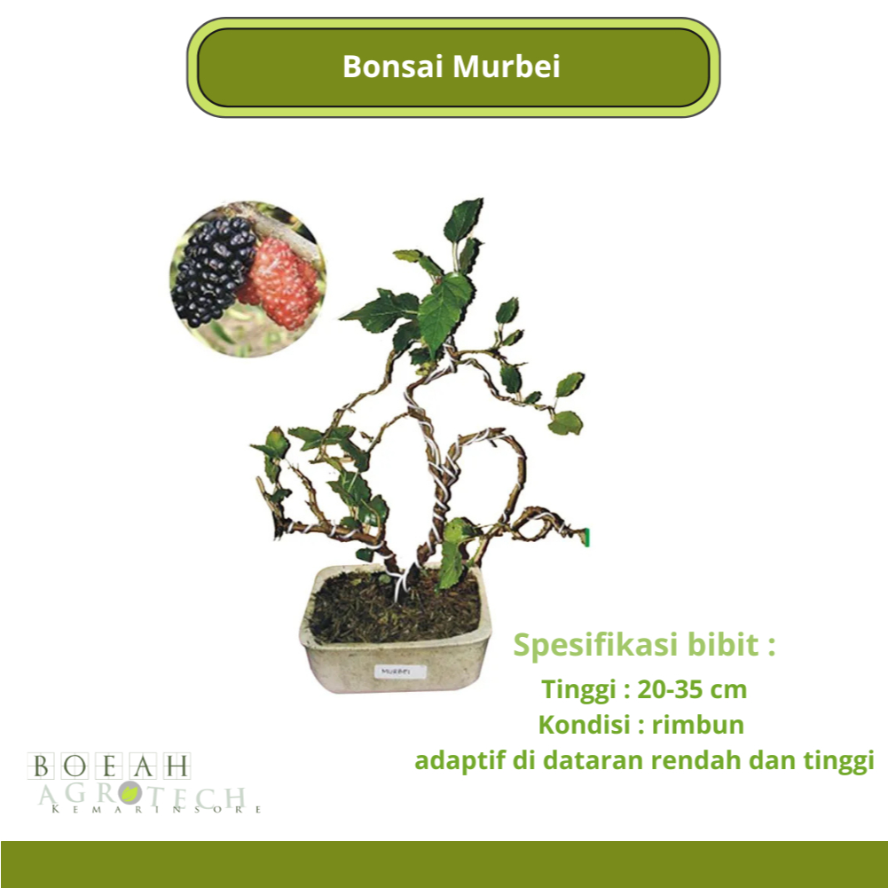 Jual Bonsai Murbei Berbuah Sudah Jadi/Tanaman Bonsai Murbei | Shopee ...