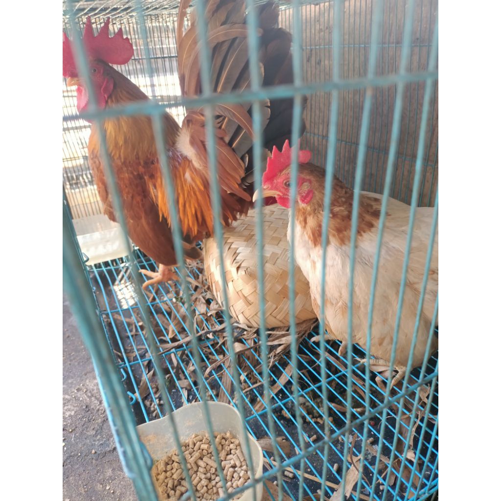 Jual 1 PASANG AYAM KATE SIAP TERNAK, POSISI LAGI NELOR | Shopee Indonesia