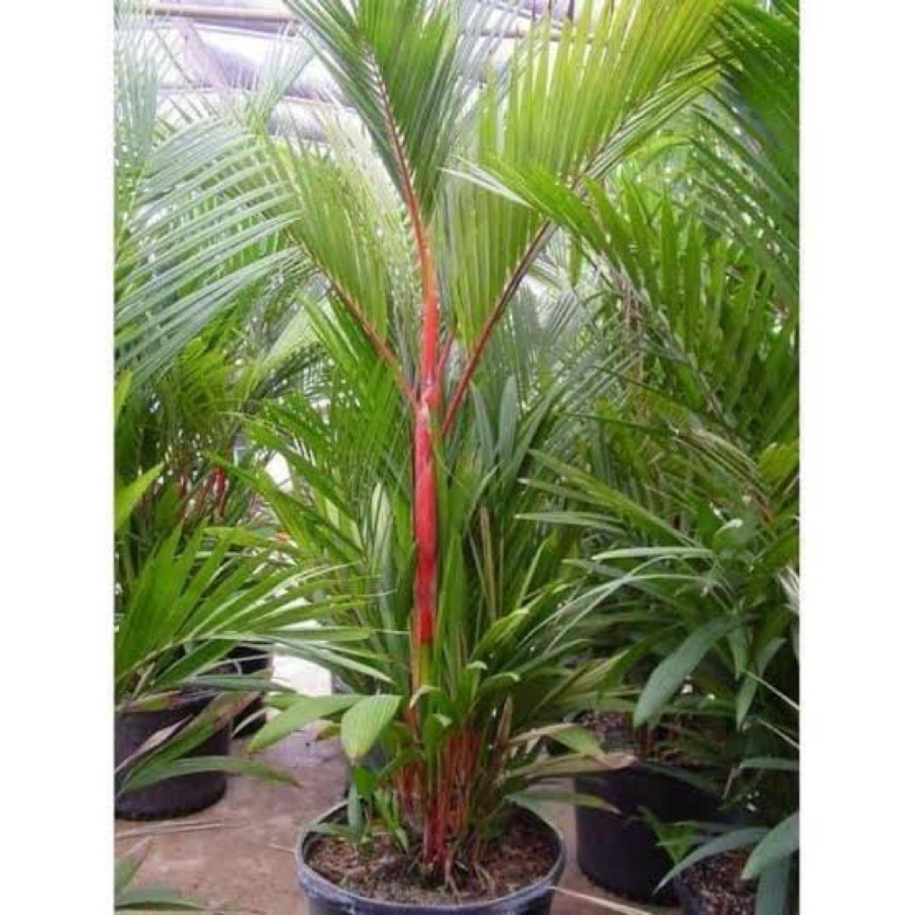 Jual Tanaman hias depan rumah palm merah tinggi 1 meter | Shopee Indonesia