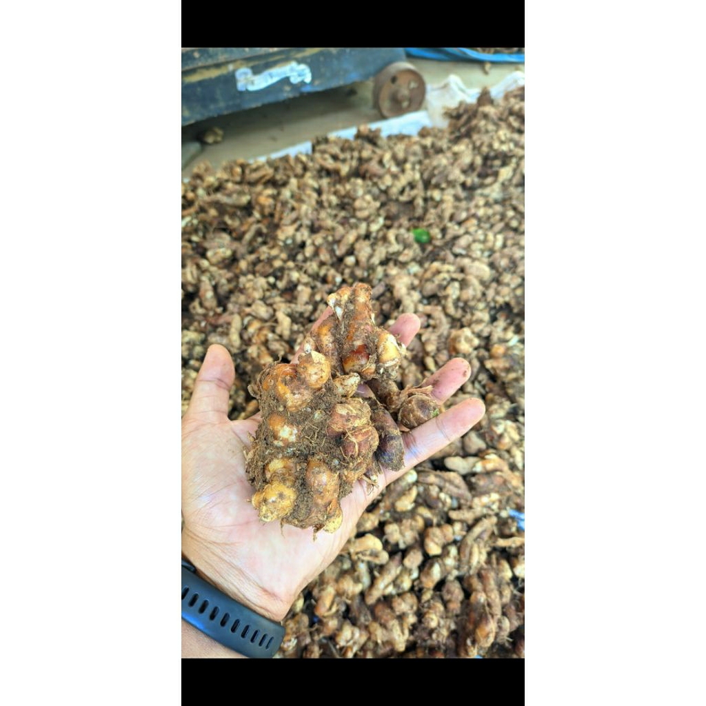 Jual kencur / cikur asli lereng muria 1kg | Shopee Indonesia