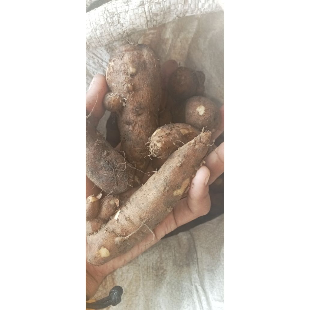 Jual Kentang Hitam/kleci 1 kg | Shopee Indonesia