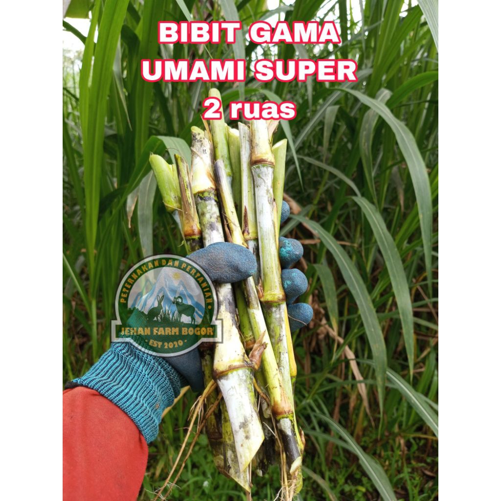 Jual BIBIT STEK RUMPUT GAMA UMAMI PERBATANG BIBIT SUPER GAMA UMAMI ...