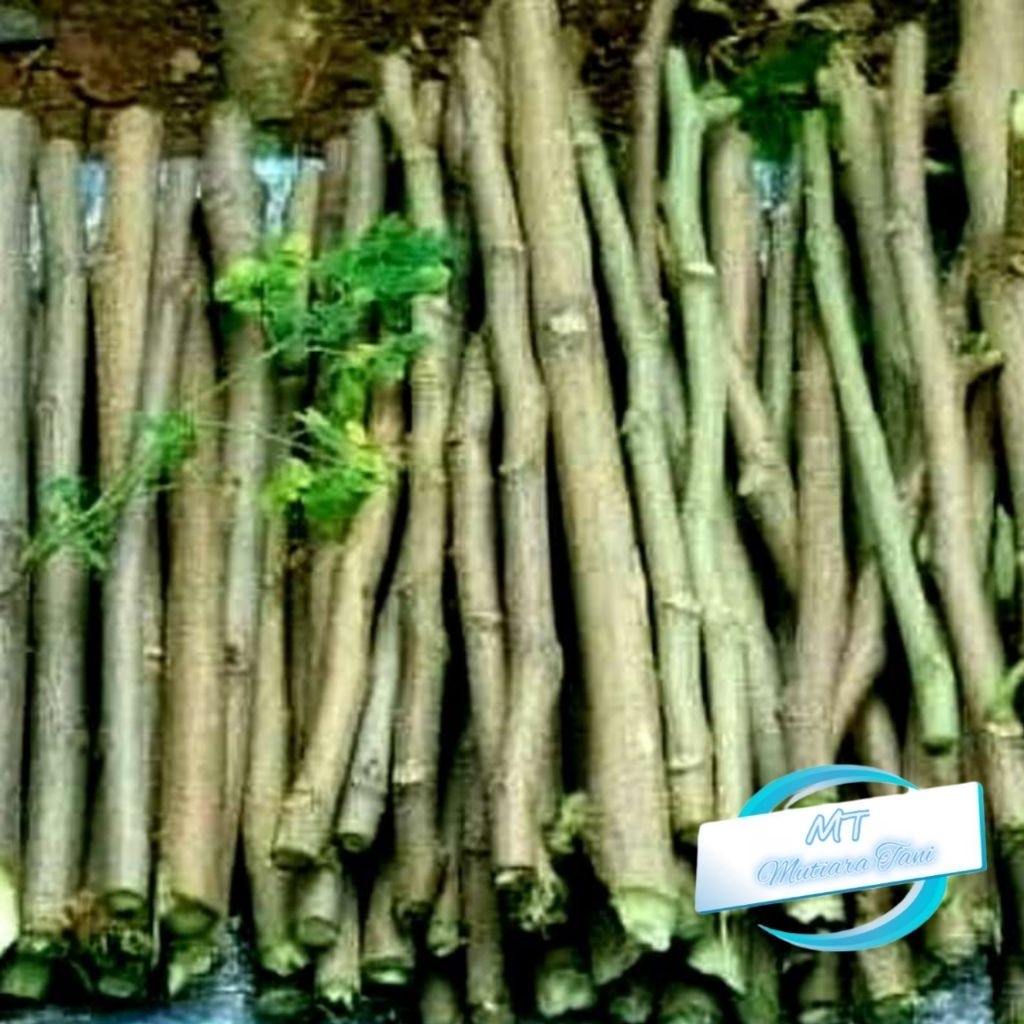 Jual bibit stek pohon kelor sudah bertunas siap tanam per 10 batang ...