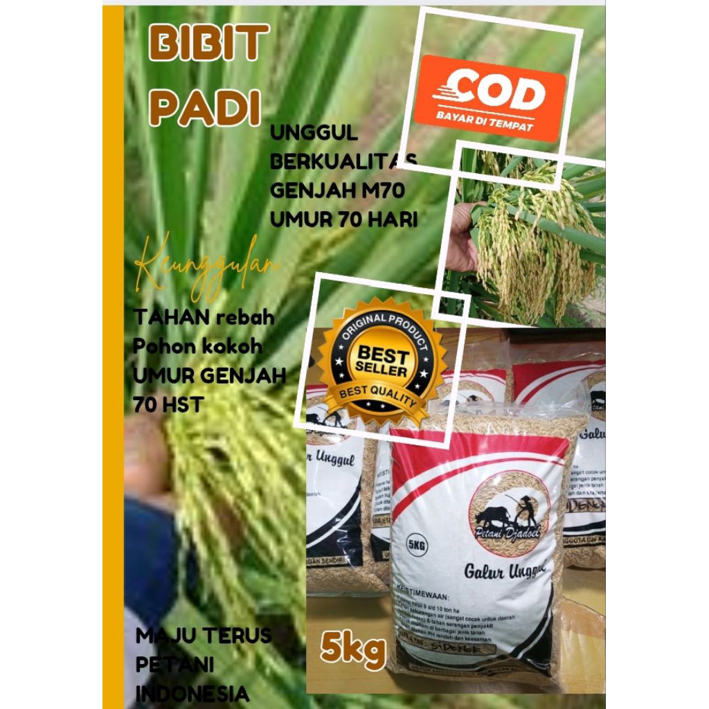 Jual BENIH PADI BIBIT PADI 70-HST 70 HARI PANEN SUPER GENJAH 5KG ...