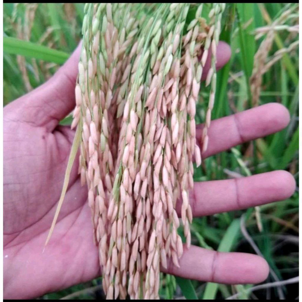 Jual BENIH PADI INPAGO 13 AGRITAN KEMASAN 1KG | Shopee Indonesia