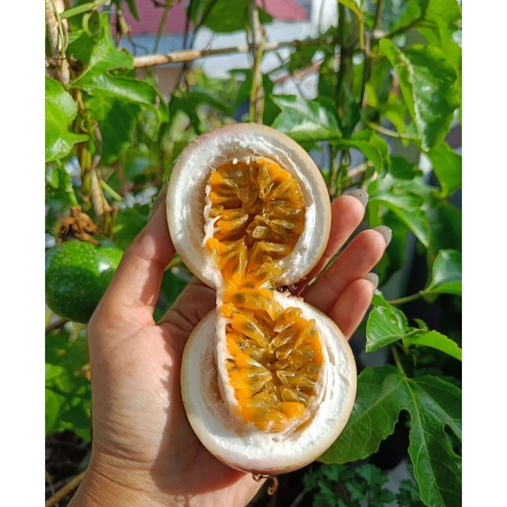 Jual PERBUAH Buah Markisa Segar Asli Petani | Manis & Asam Menyegarkan | Buah Segar Pilihan ...