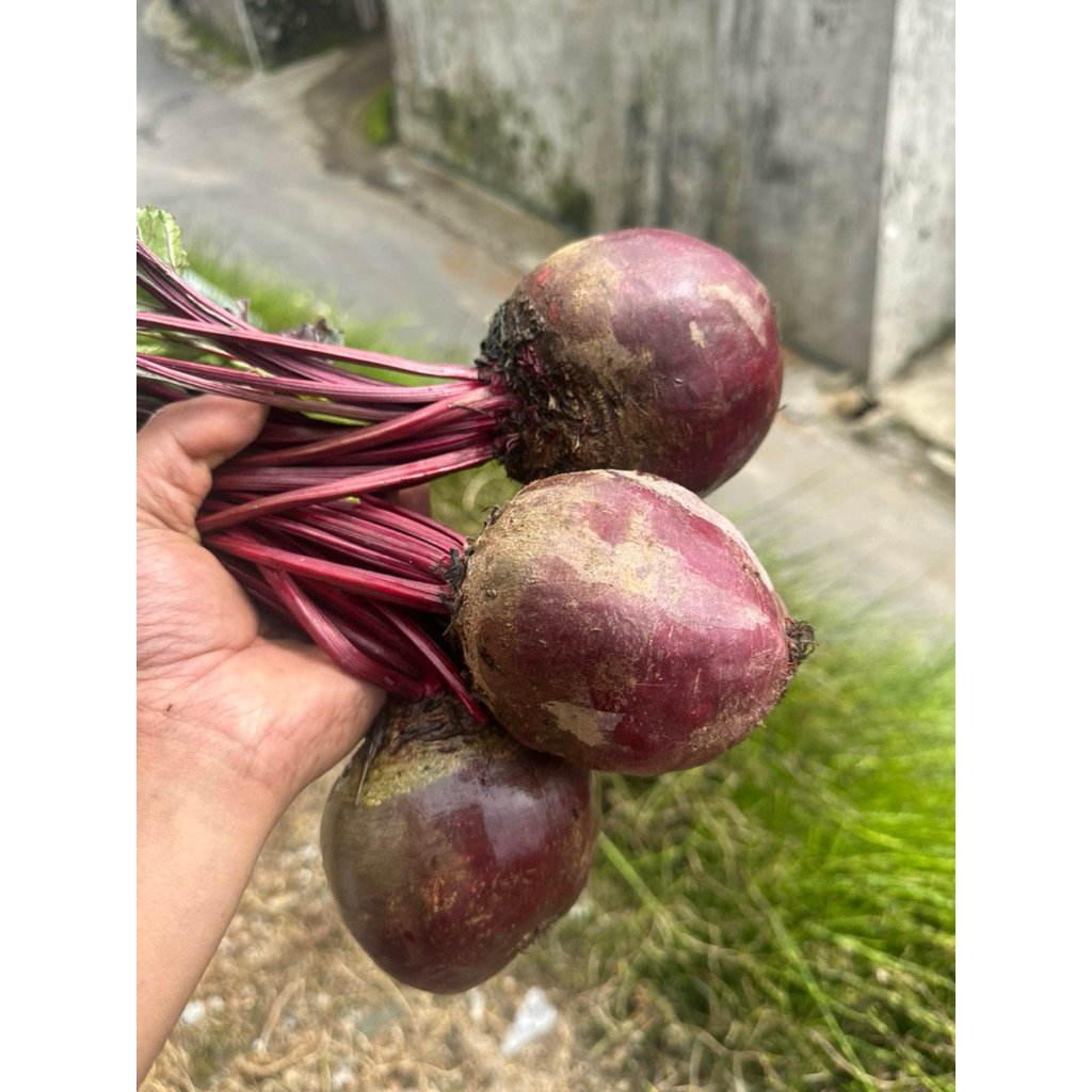 Jual Buah Bit 1 Kg | Shopee Indonesia