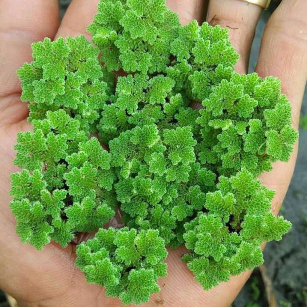 Jual azolla microphylla kemasan bnyak | Shopee Indonesia