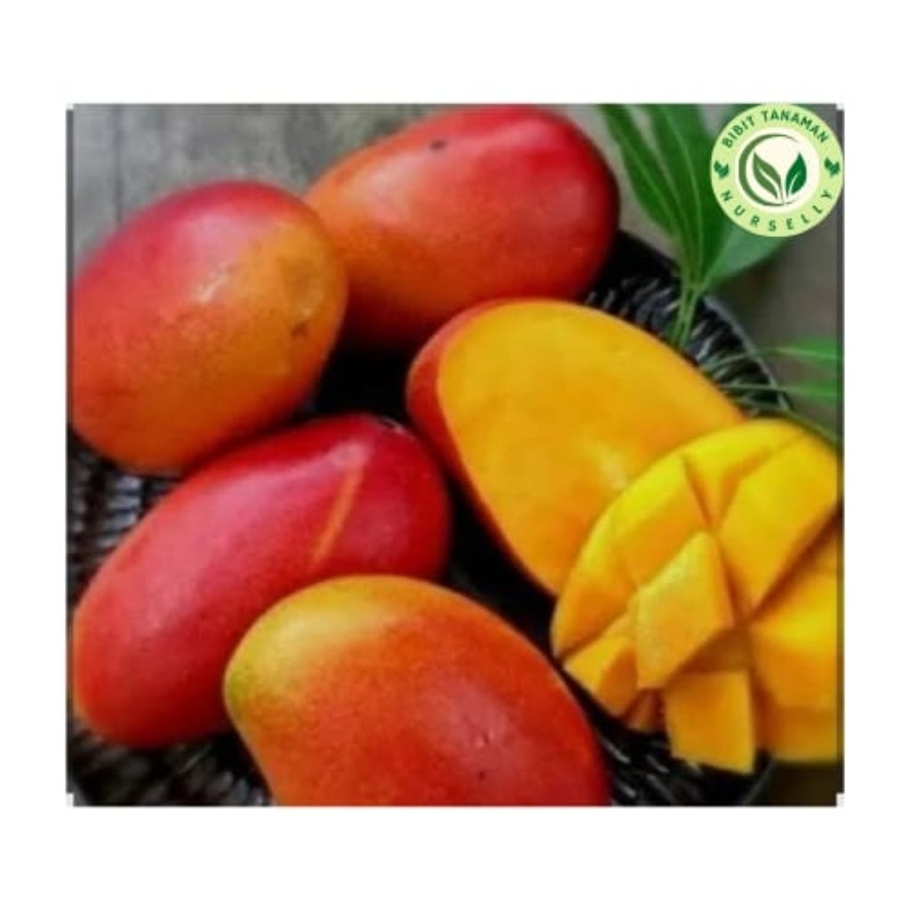 Jual Bibit Pohon Mangga Garifta Merah / Mangga Varietas Unggulan ...