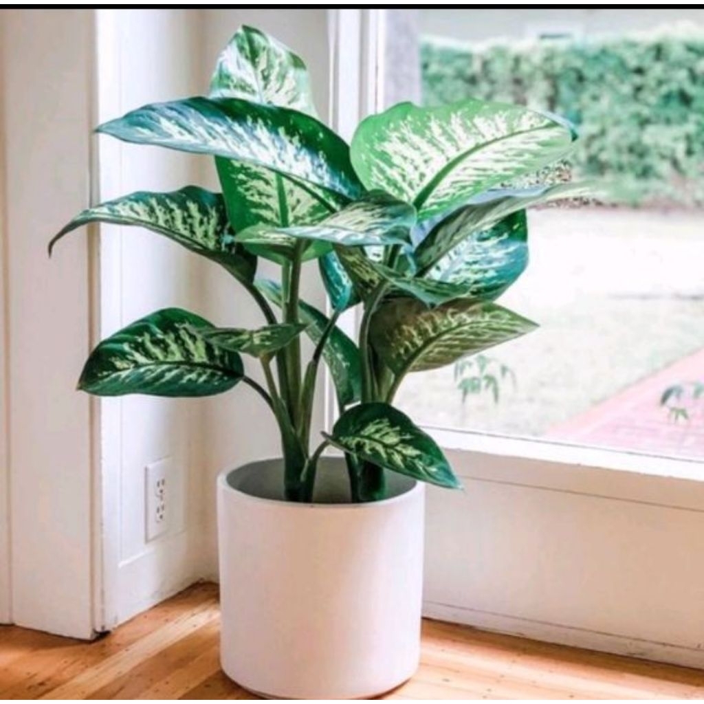 Jual ( BIS COD ) Tanaman hias Aglonema Sri Rezeki zebra - blanceng ...