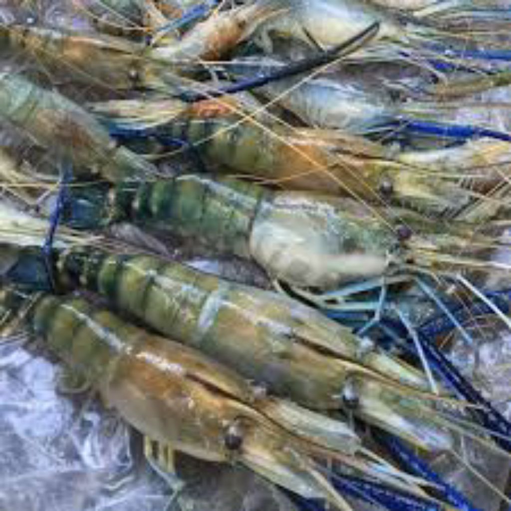 Jual Udang GALAH Sungai Segar Fresh Seafood | Shopee Indonesia