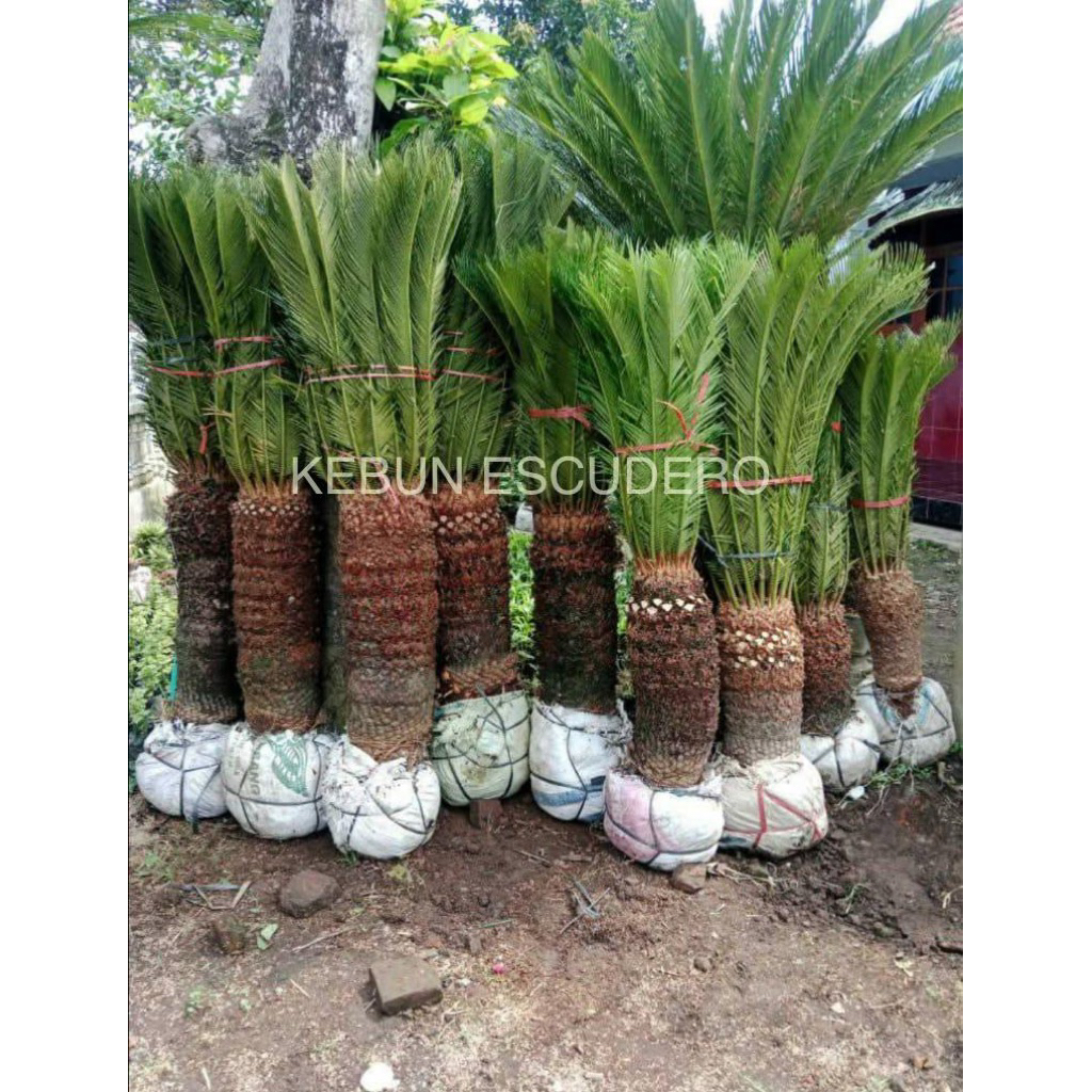 Jual Promo - Palem Sikas Mawar Jambe Ukuran Super Jumbo - Mawar Jambe ...