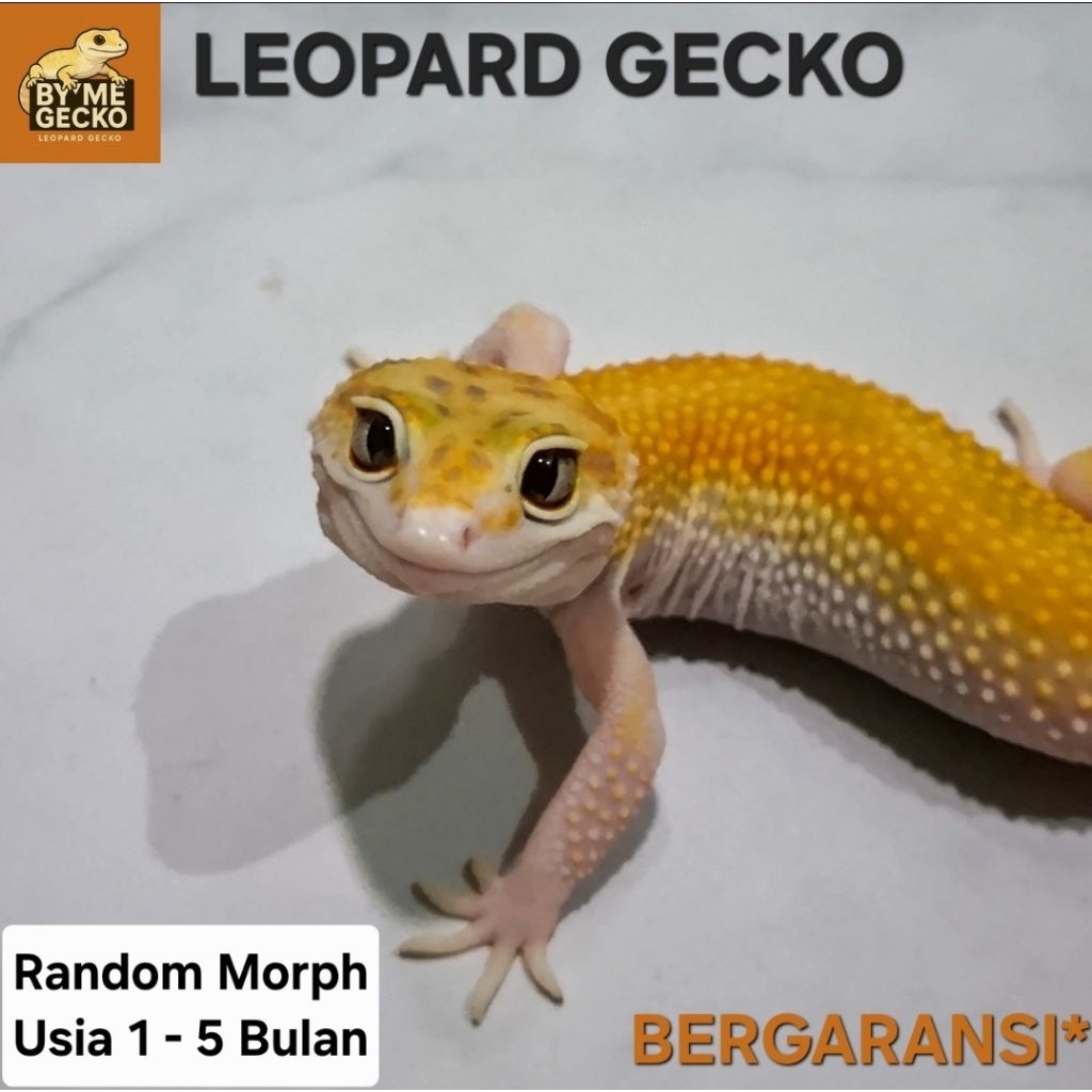 Jual Mainan Anak Gecko Leopard Lucu Random Morph || BYME GECKO | Shopee ...
