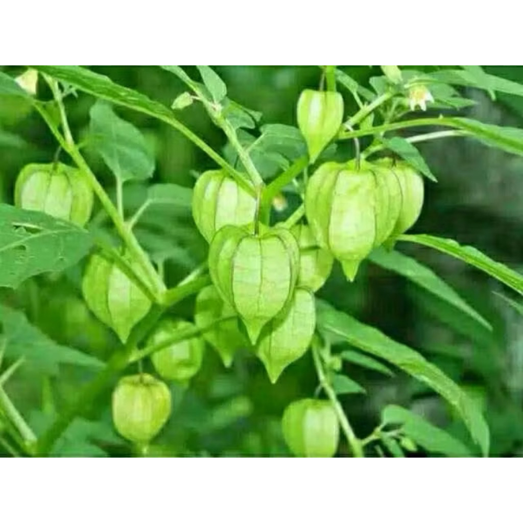 Jual Ciplukan/Cecendet Daun Batang Dan Akar Utuh Dicabut Dadakan Saat ...