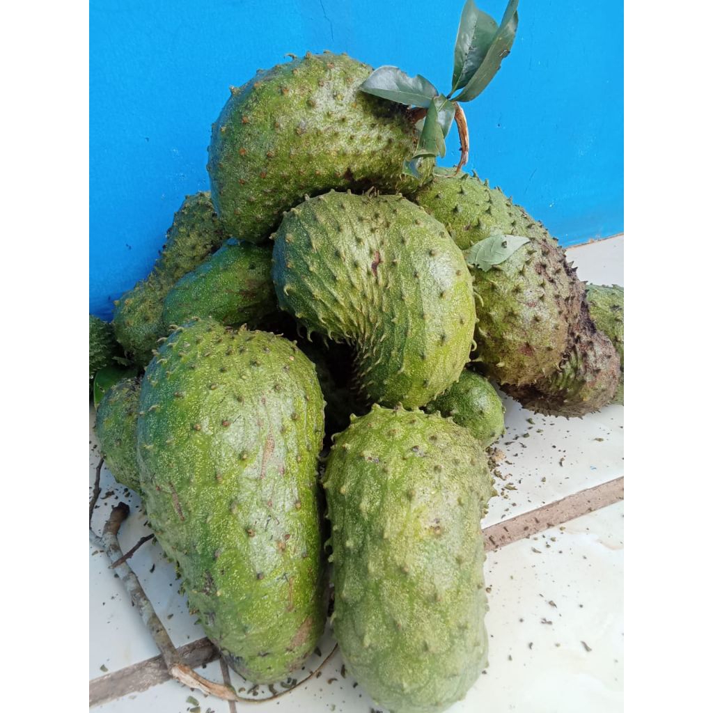 Jual sirsak, Sukabumi | Shopee Indonesia