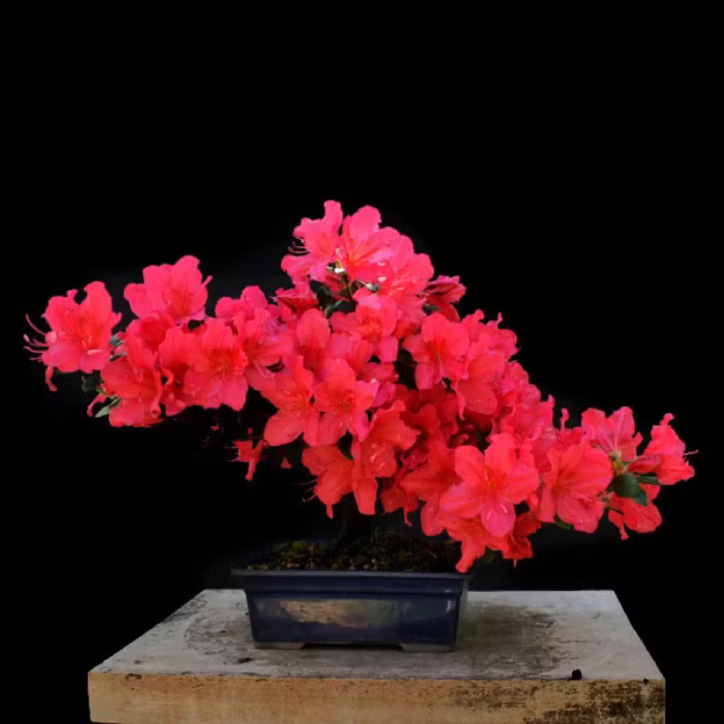 Jual Tanaman Hias Azalea Bunga Merah (Azalea Red Bird) | Shopee Indonesia
