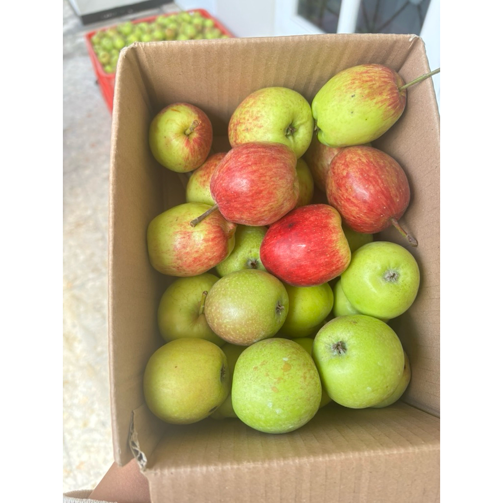 Jual apel mix mini 500gr ana mini 500gr manalagi mini | Shopee Indonesia