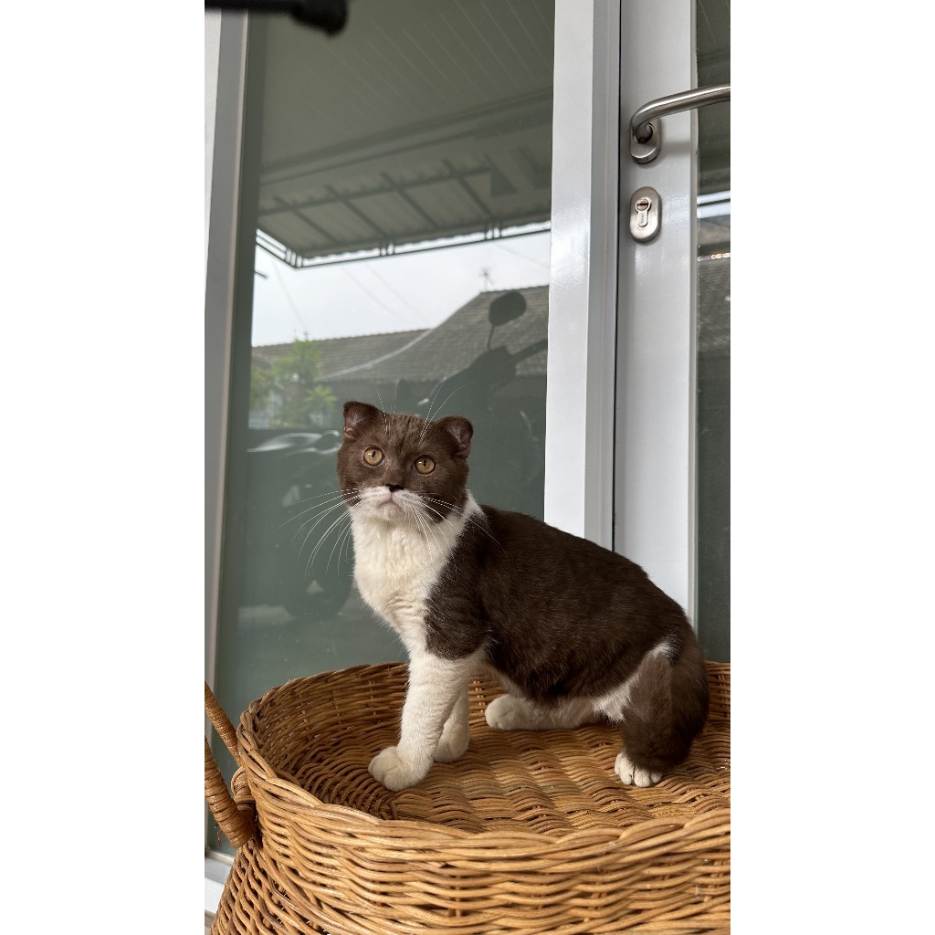 Jual Kucing Scottish Fold Bico Cinnamon - Scottish Fold Pure Anakan ...