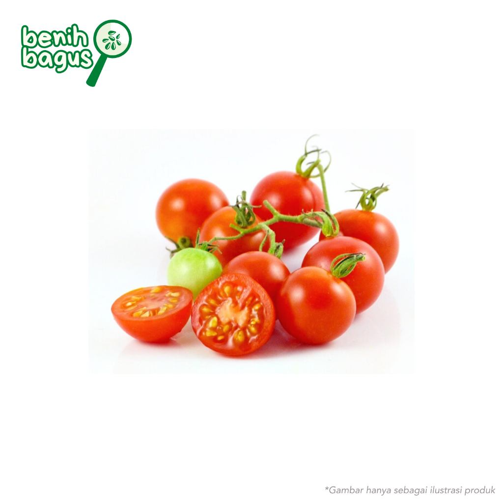 Jual 3 Biji - Benih Tomat RED ROBIN, tomat Cherry pendek warna merah ...