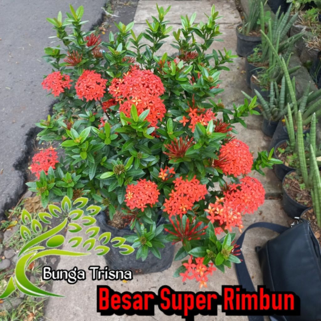 Jual RIMBUN tanaman hias pohon bunga asoka besar super rimbun - bunga ...