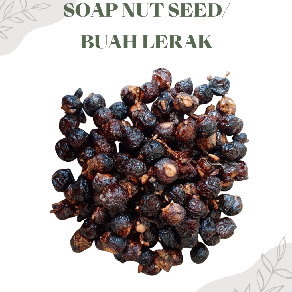 Jual Buah Lerak/Biji Lerak/Lerak Biji/Soap Nuts/Soap Berry 500gr ...