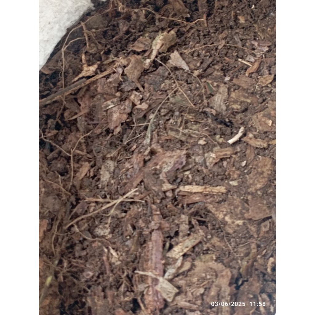 Jual humus daun bambu 1 kg | Shopee Indonesia