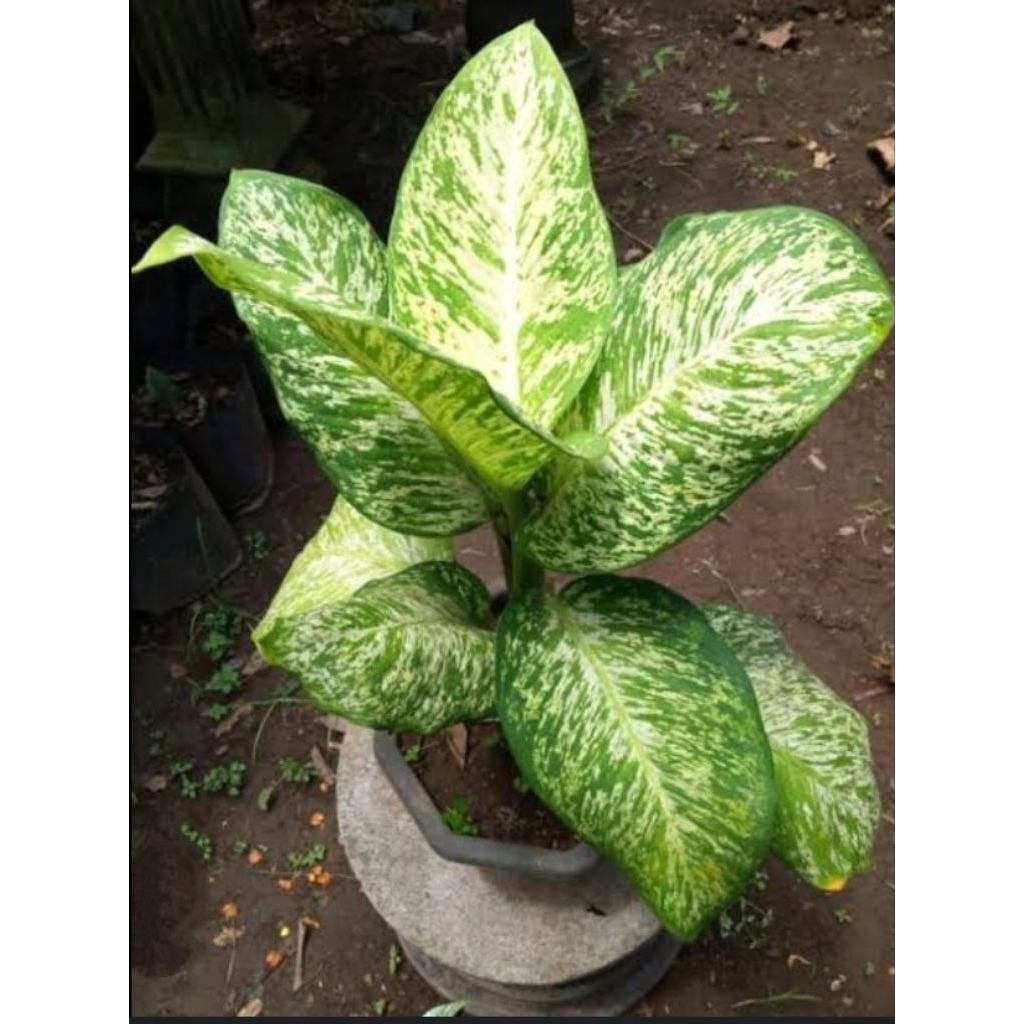 Jual Diven anggun ayu | Shopee Indonesia
