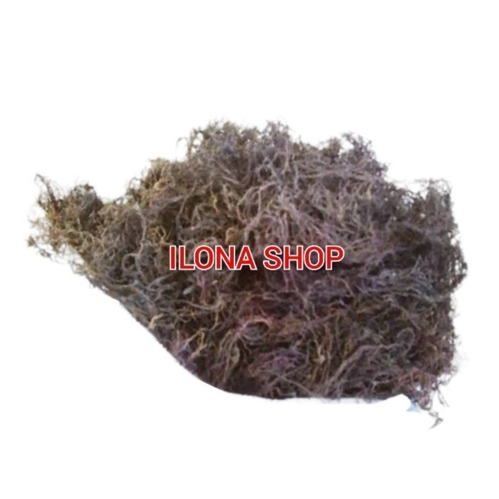 Jual RUMPUT LAUT KERING UNTUK AGAR-AGAR 1KG/RUMPUT LAUT BAHAN AGAR-AGAR ...