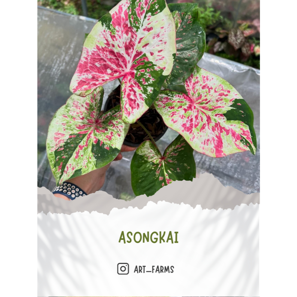 Jual Caladium Asongkai/ Keladi Import Thailand | Shopee Indonesia