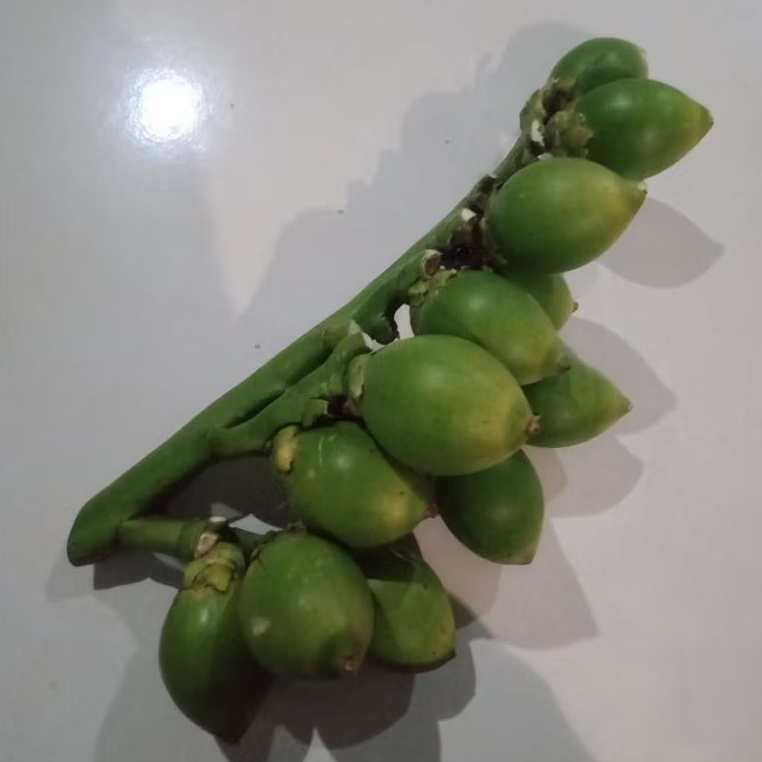 Jual buah pinang jambe muda 500gram buah pinang segar | Shopee Indonesia