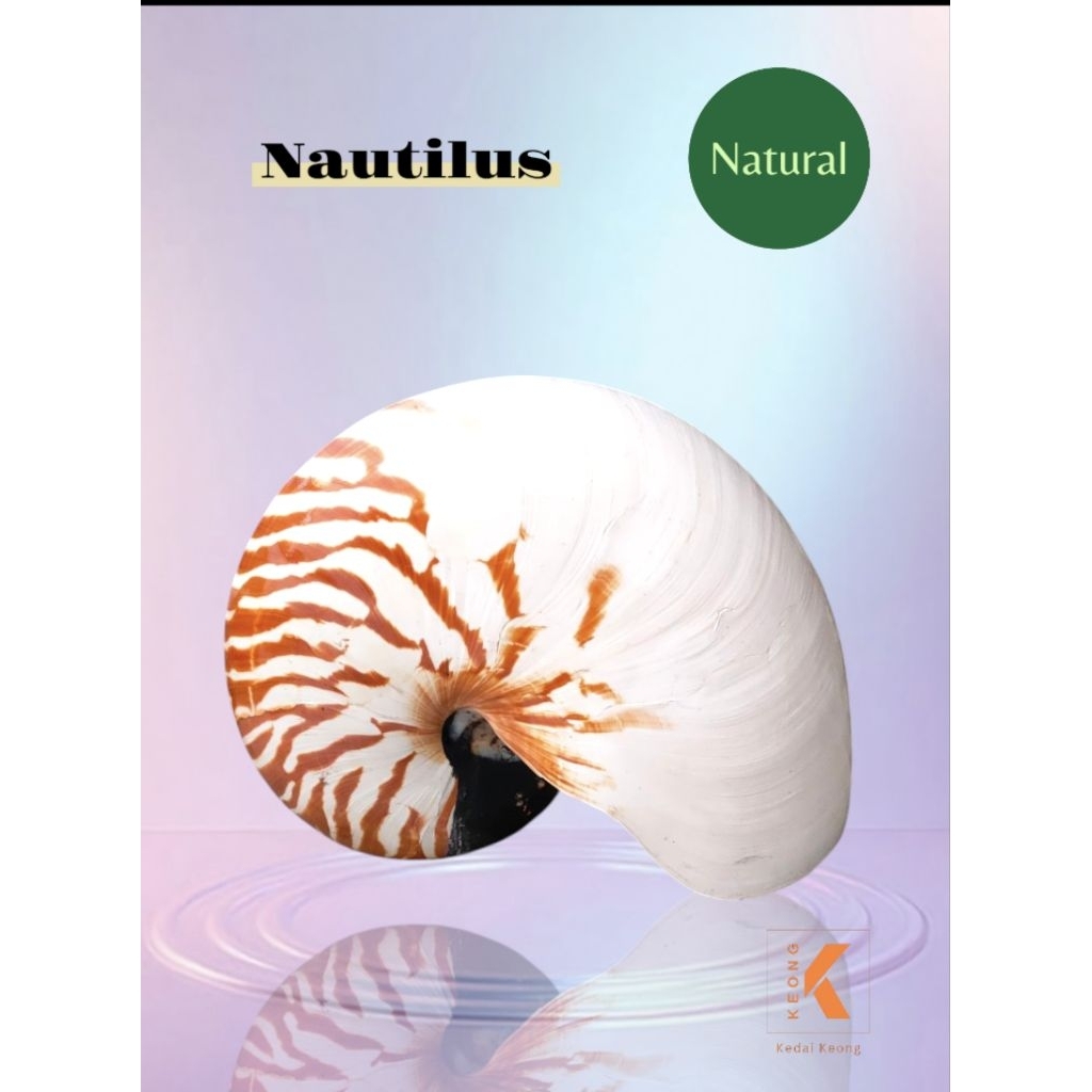 Jual Cangkang kerang cukli/lungsir natural | Shopee Indonesia