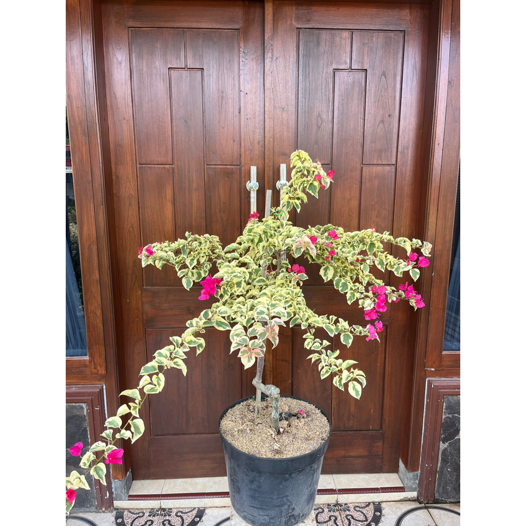 Jual Bougenville Varigata Merah Fanta Besar Tanaman Hias Bugenvil