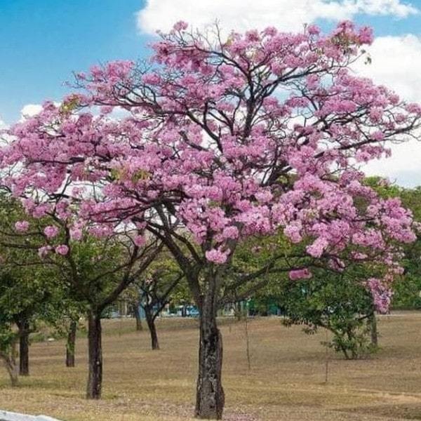Jual Pohon Tabebuya Bunga Pink Tinggi 3 Meter Kualitas Terbaik, Pohon ...