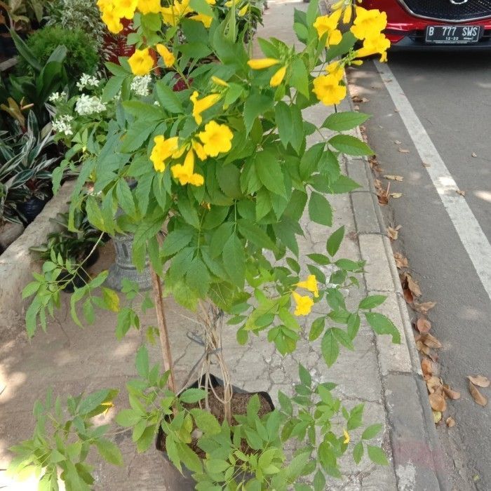 Jual Pohon Tecomaria Tinggi 1.5 Meter Kualitas Terbaik, Pohon Peneduh ...