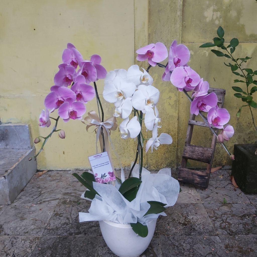 Jual Anggek / Pohon anggrek asli / Tanaman anggrek / Hadiah / Gift ...