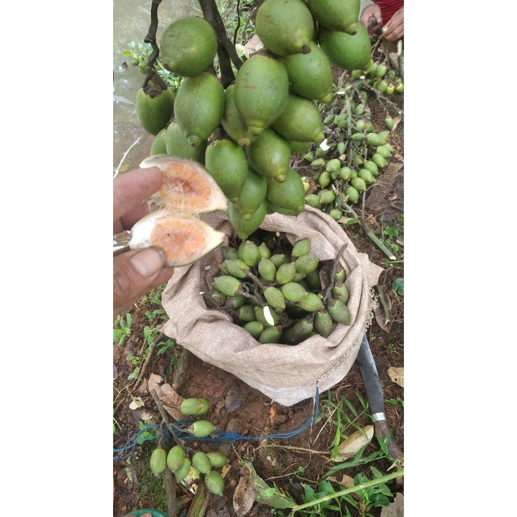 Jual pinang muda segar/1kg | Shopee Indonesia