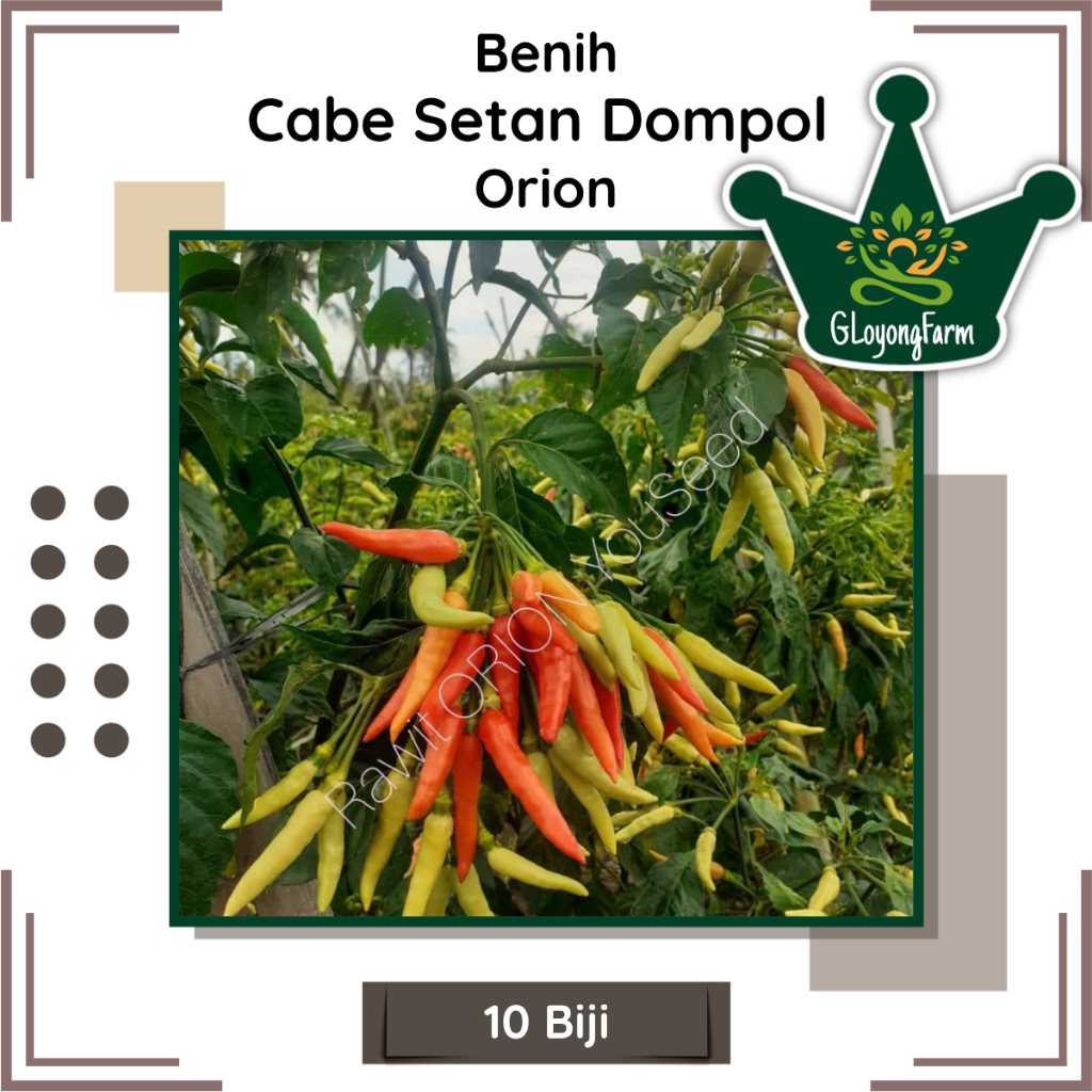 Jual Bibit Cabe Rawit Dompol Orion Tahan Virus - Benih Cabai Unggul ...