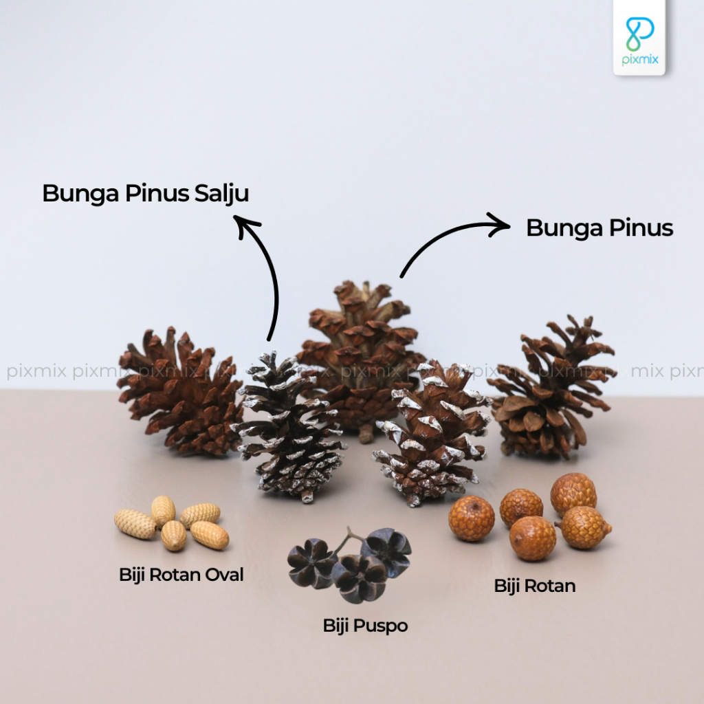 Jual Bunga Pinus Kering / Bji Rotan / Biji Puspo / Biji Rustic ...