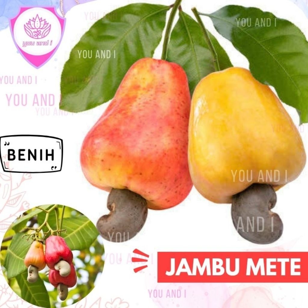 Jual Benih JAMBU METE - Biji Bibit Buah | Shopee Indonesia