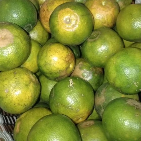 Jual PROMO! Jeruk Manis Jeruk Siam Madu Grade A – Ukuran Besar & Rasa ...