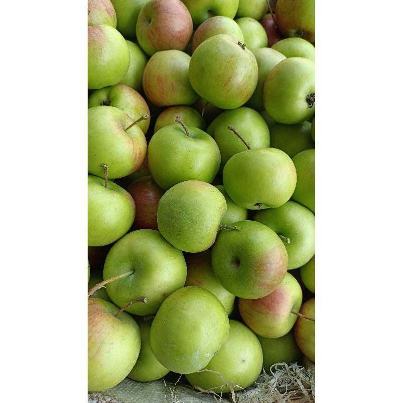 Jual APEL MALANG ASLI BERAT 15kg(1kg isi 10-13buah) | Shopee Indonesia
