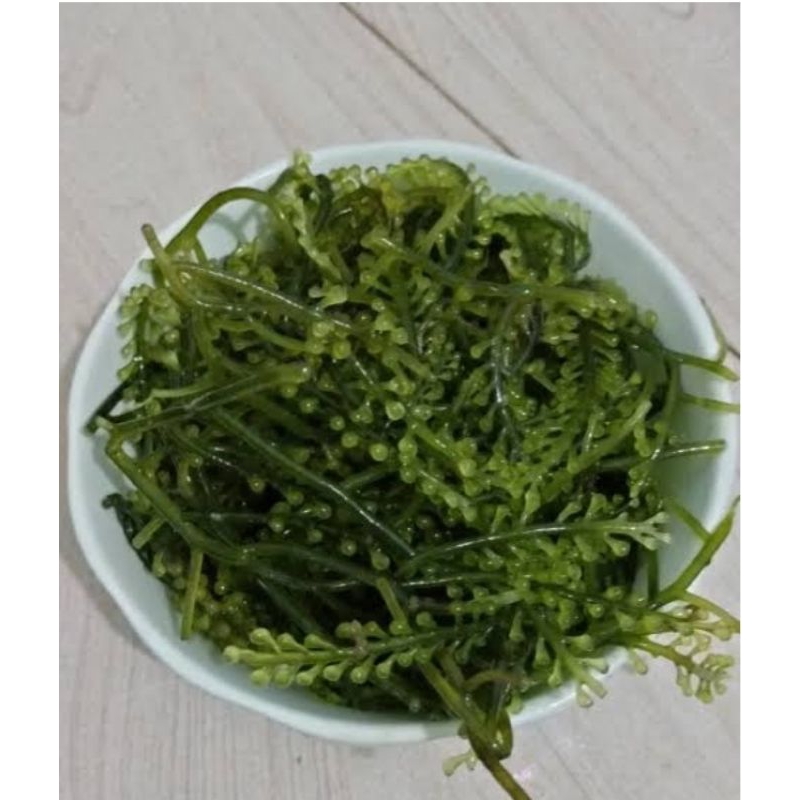 Jual LATOH/LAWI LAWI/ANGGUR LAUT/BULUNG BONI/GREEN CAVIAR/SRA GRAPES 1 ...