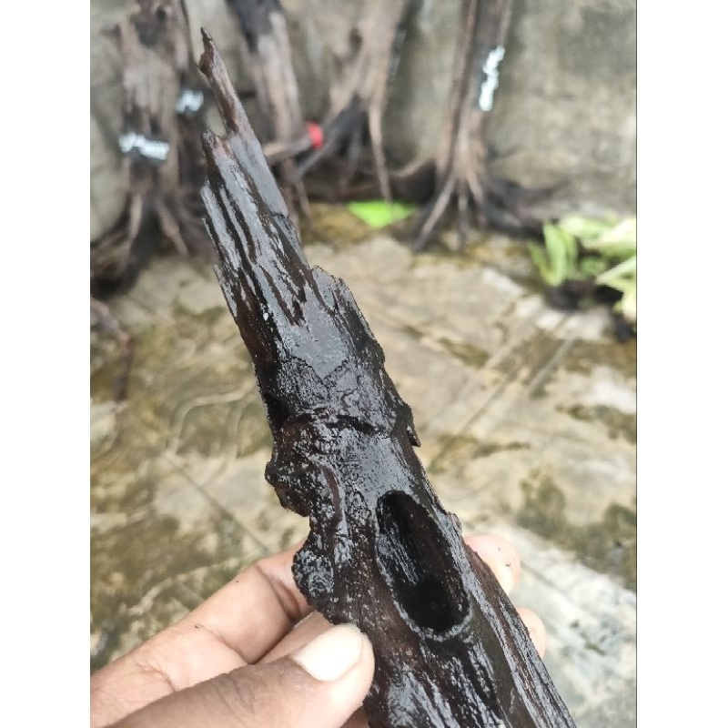 Jual KAYU BAKAU 35CM ( SUDAH TENGGELAM ) | Shopee Indonesia