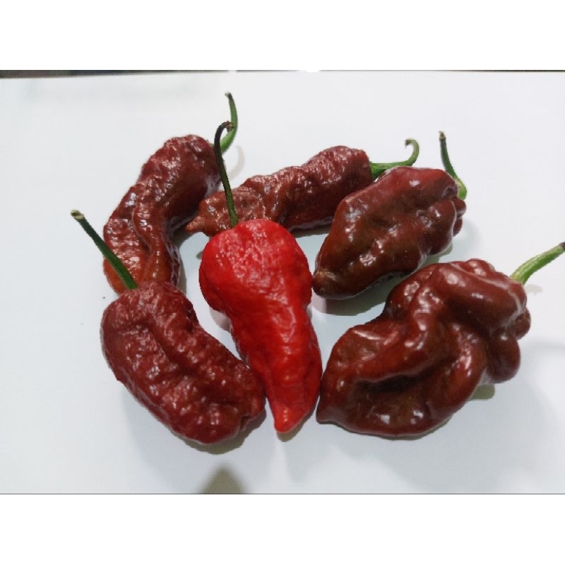 Jual 20 Butir Cabe Silangan Antara Katokkon Toraja Super Dengan ...