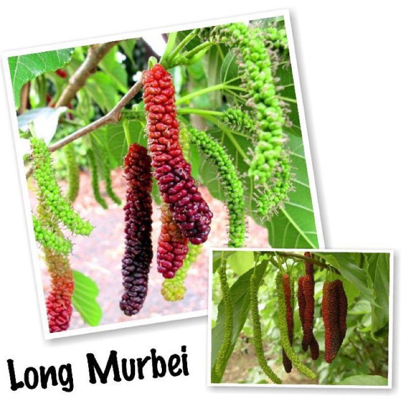Jual Bibit Long Murbei batang besar | Shopee Indonesia